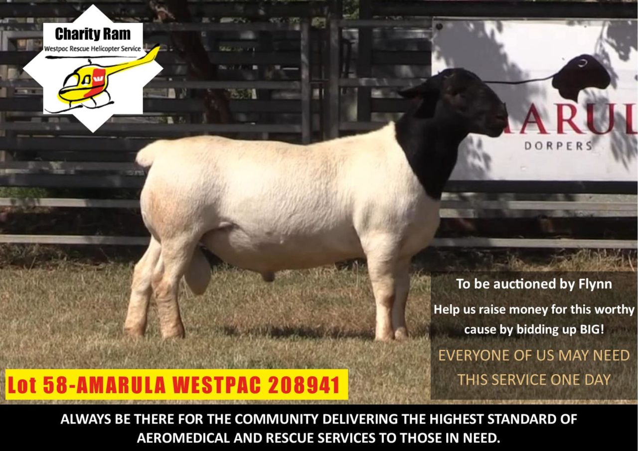 2022 Amarula Annual Production Sale – RESULTS | Amarula Dorpers & White ...