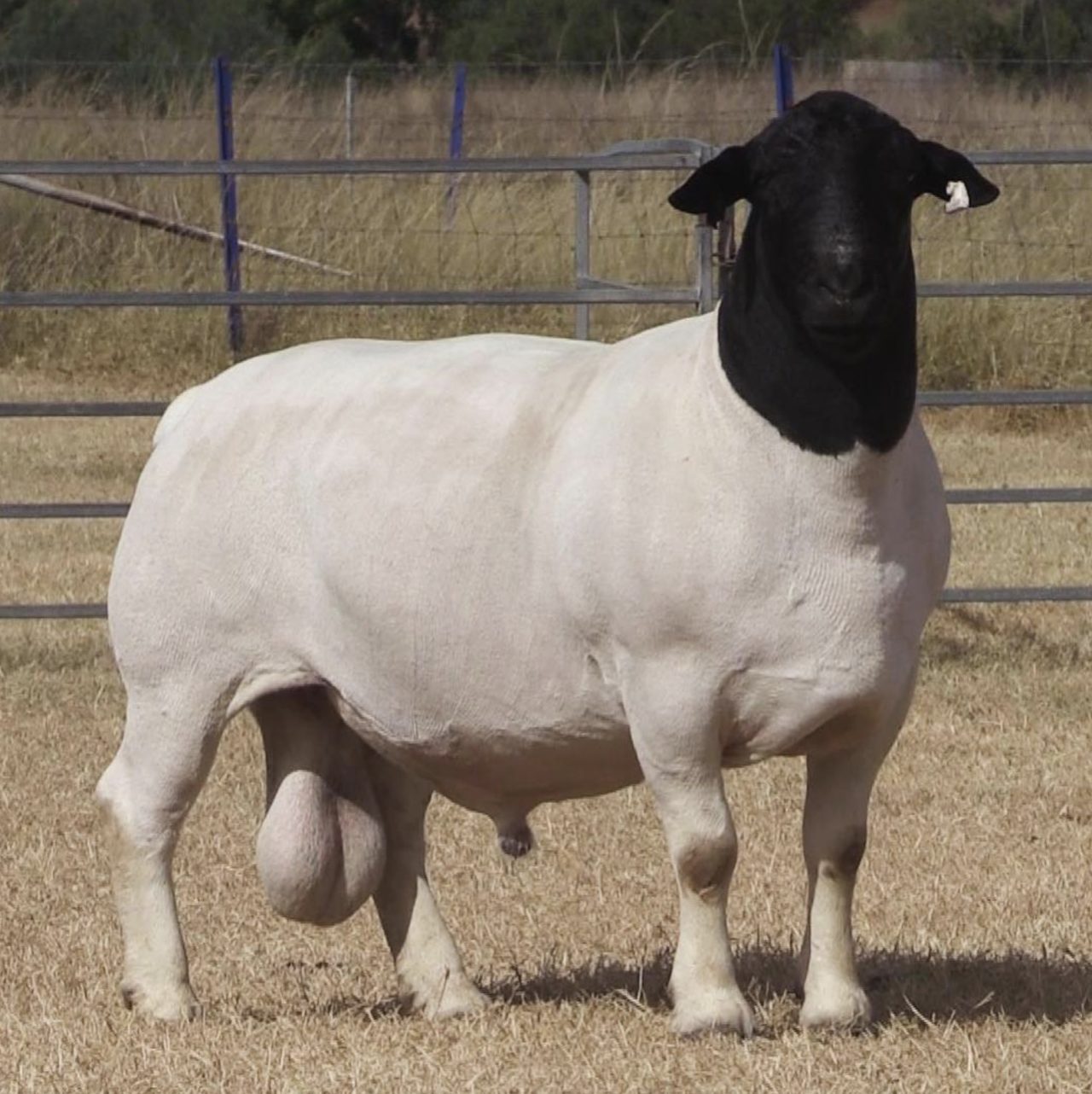 Amarula Dorpers & White Dorpers