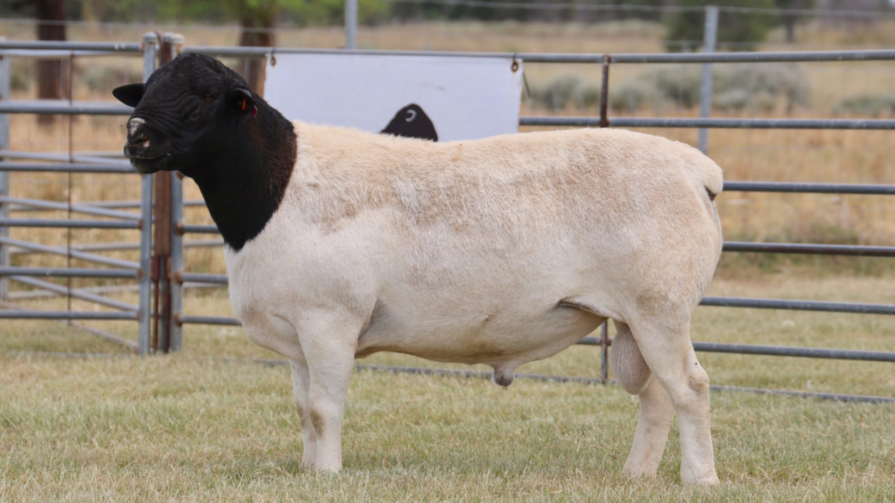 Amarula Sires | Amarula Dorpers & White Dorpers